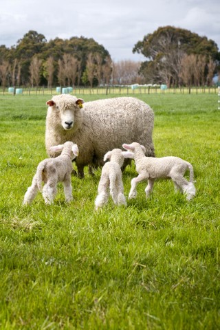 Rebalancing stocking rate and individual animal performance | Ag Matters